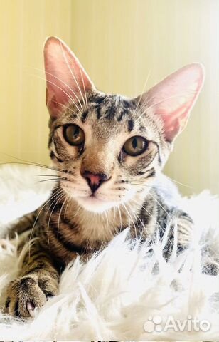 Кошка саванна