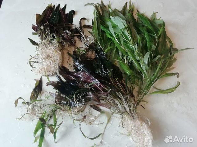 Криптокорина, лимонник - прополка