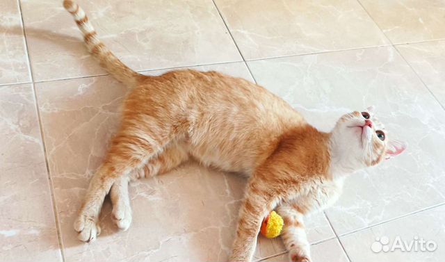 Котенок в добрые руки