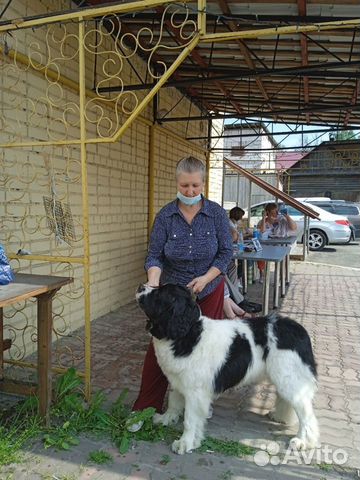 Бело - черная Ньюф: