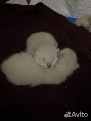Котята тайской кошки