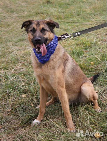 Бурбон- собака друг