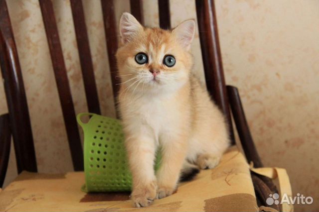 Янтарь - золотистая шиншилла котик