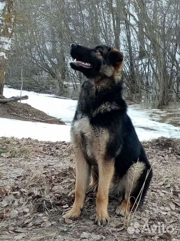 Собака в добрые руки отдам бесплатно