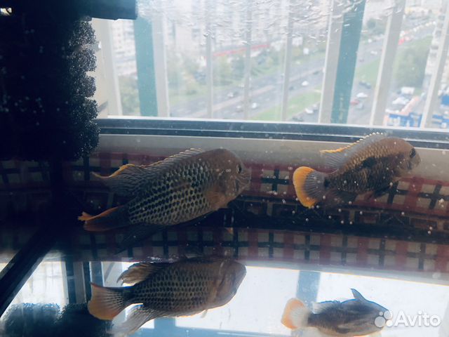 Акара бирюзовая