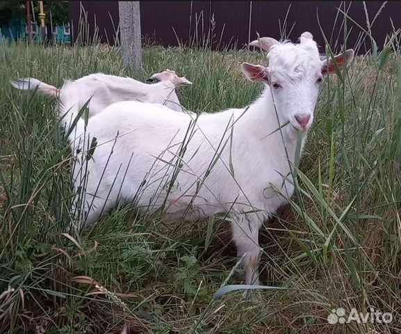 Продаётся козел зааненский