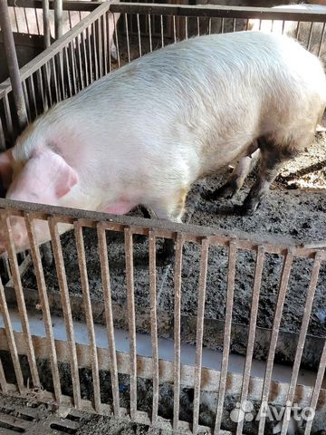 Продаю свиней