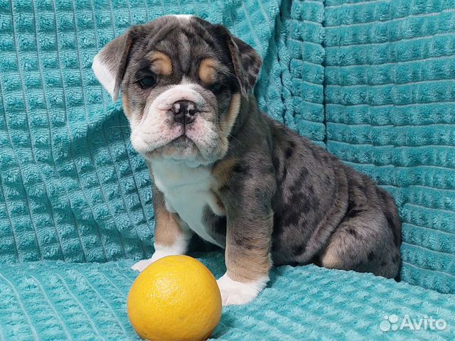 Девочка Мерле