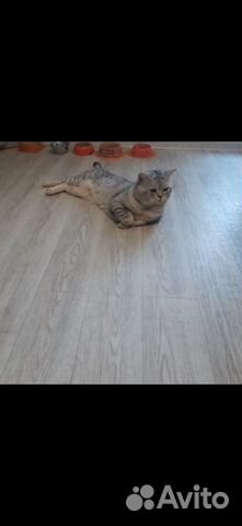 Отдам в хорошие руки кота британца