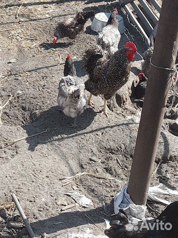 Куры несушки домашние