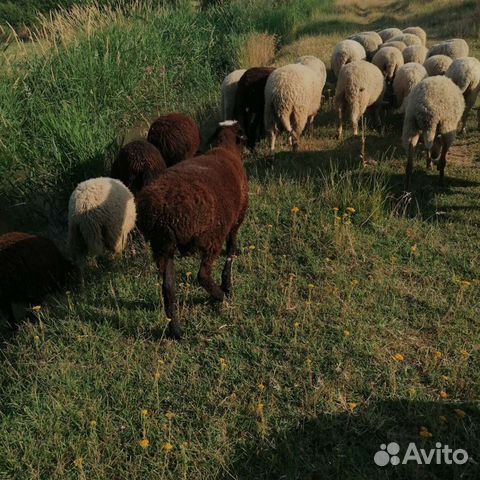 Овцы бараны ягнята