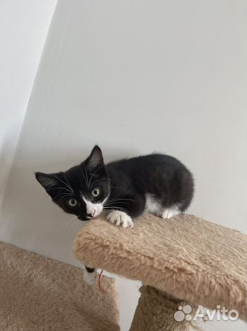 Котик бесплатно, с бесплатной доставкой