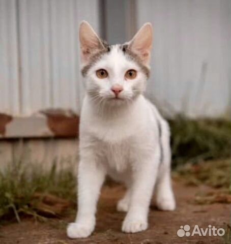 Котёнок ласковый в добрые руки