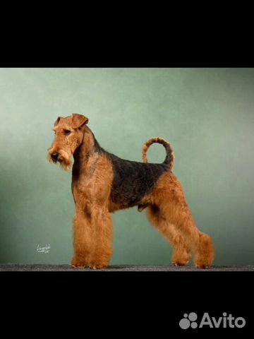 Щенки эрдельтерьера