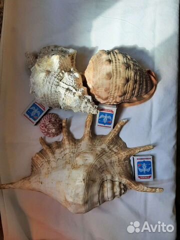 Гигантские ракушки Южных морей