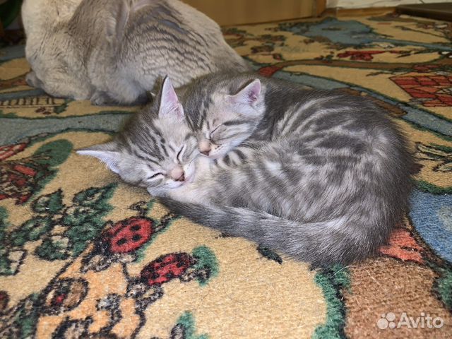 Котята шотландцы