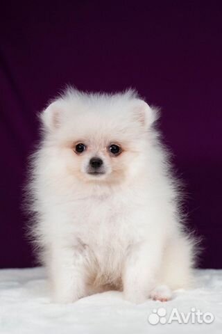 Шпиц белый мальчишка