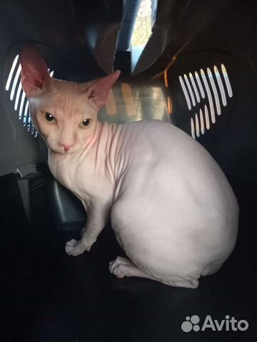 Канадскиц сфинкс вязка