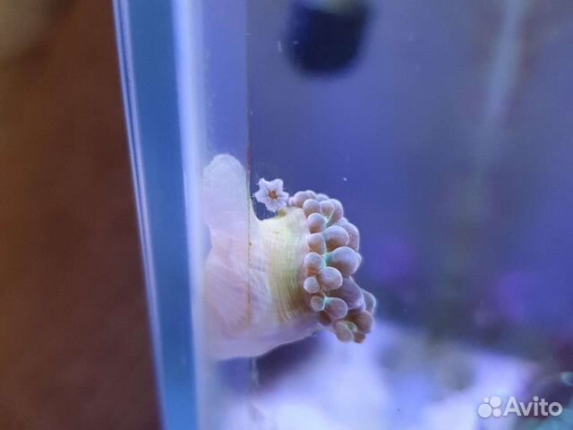 Продам актинию малышку пузырчатую