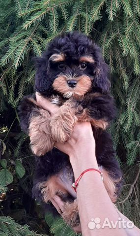 Мальтипу мини и стандарт