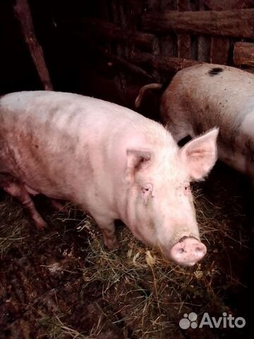 Свинья на мясо