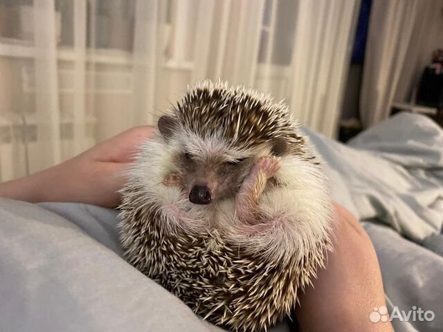 Взрослый еж с клеткой