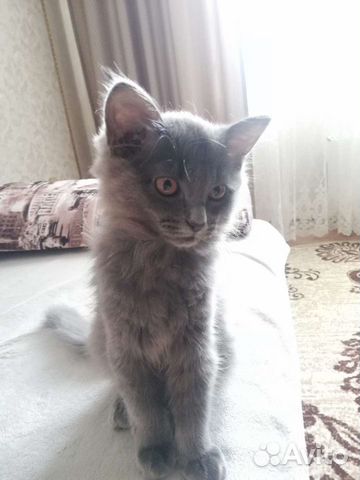 Котенок