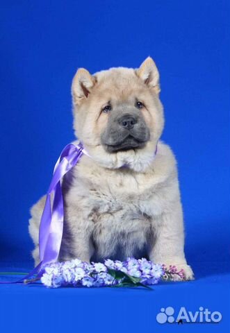 Чау-чау мальчик