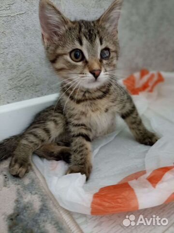 Котенок одноглазик ласковый
