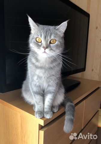 Ищу добрых хозяев для милой шотландской кошечки