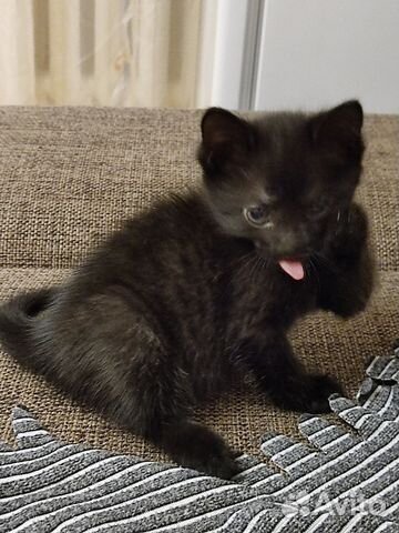 Черный котенок девочка