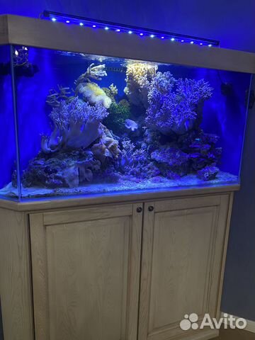 Продаю аквариум морской
