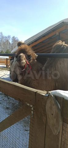 Продаю верблюдицу
