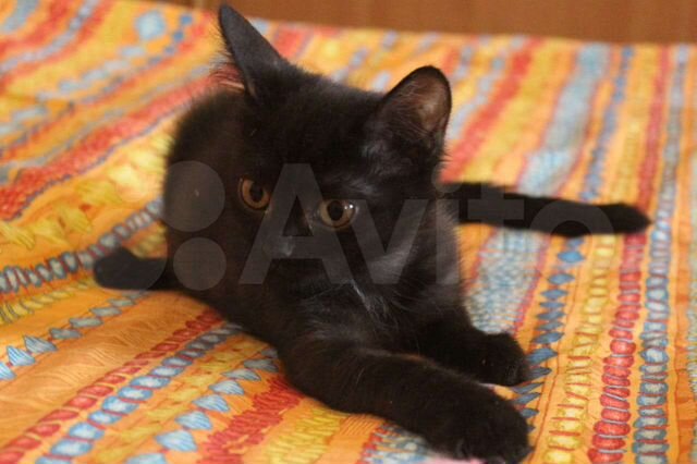 Черненький котенок девочка в дар 2,5мес