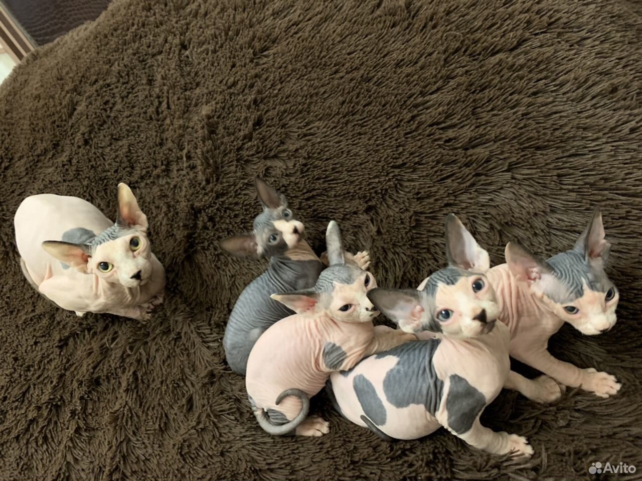 Котята канадского сфинкса