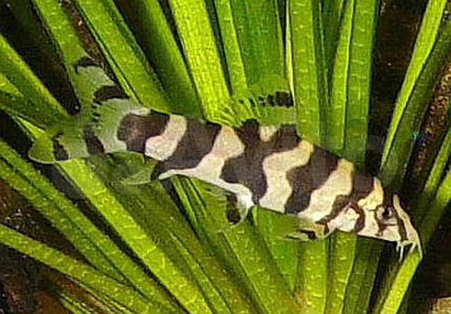 Боция мраморная