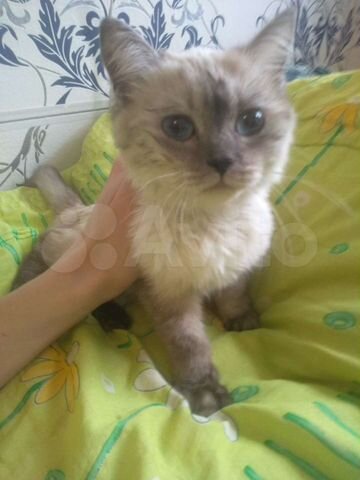 Кошка на вид Сиамская