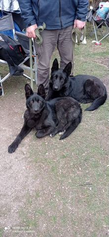 Восточноевропейская овчарка