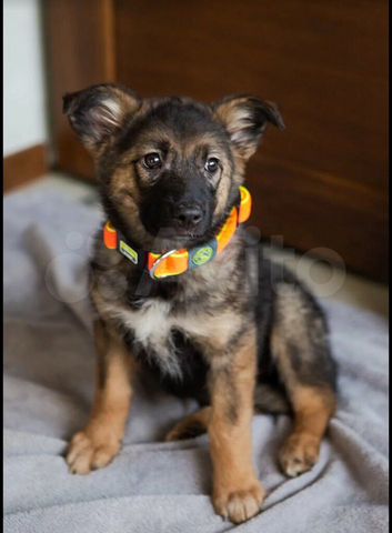 Собака Лолита