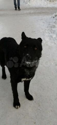 Классный молодой пёс в добрые руки