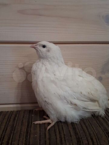 Перепел Селадон, Техассец, Феникс, Фараон