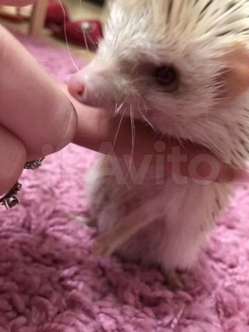 Ежик - альбинос