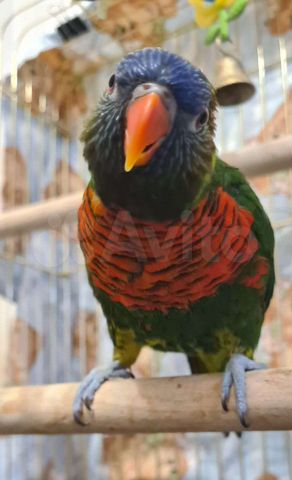 Попугай говорящий ручной