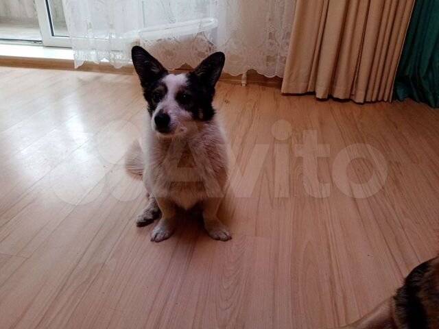 Ищу самого доброго хозяина