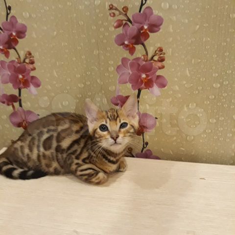 Мальчик бенгальской породы