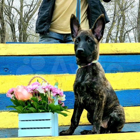 Щенки голландской овчарки (хердер)