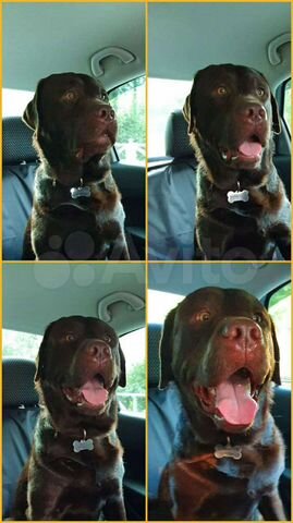 Кобель лабрадора вязка