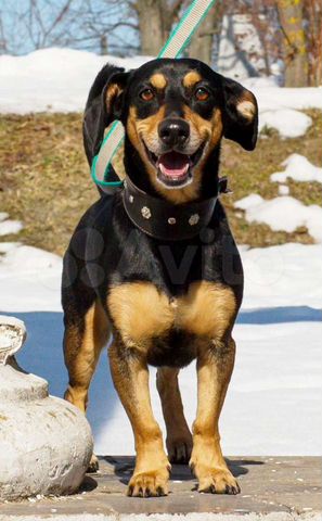 Метис таксы ищет дом