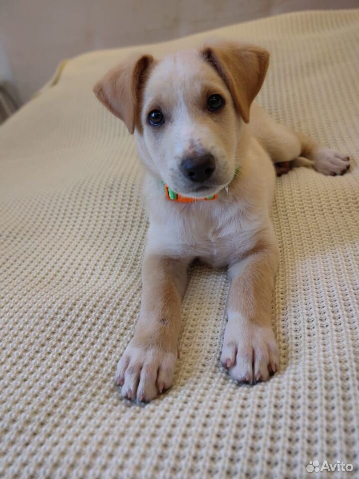 Золотой малыш ищет дом