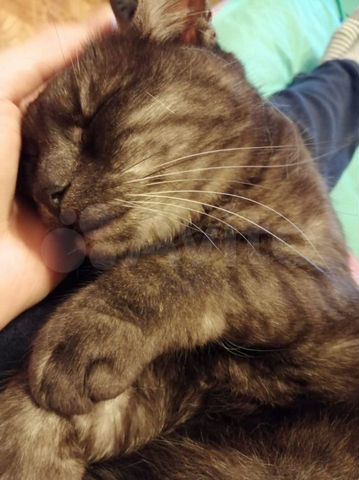 Кошка Шери ищет дом